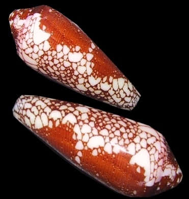 Seashell-Collector.com