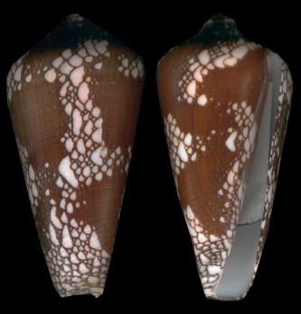 Conus Magnificus Conidae - JungleKey.fr Image