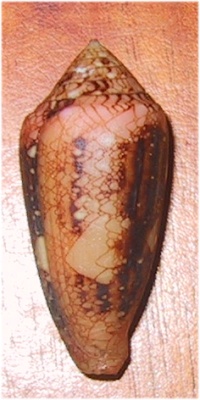 Conus legatus