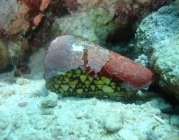 SEASHELL COLLECTORS | Home