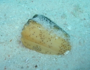 SEASHELL COLLECTORS | Home