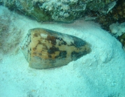 SEASHELL COLLECTORS | Home