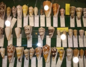 SEASHELL COLLECTORS | Home