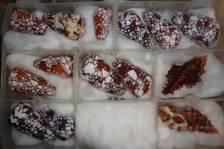 Shells from Seychelles – SEASHELL COLLECTOR