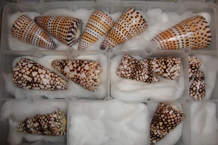 Shells from Seychelles – SEASHELL COLLECTOR