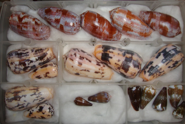Shells from Seychelles – SEASHELL COLLECTOR