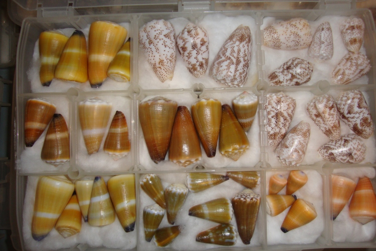 Shells from Seychelles – SEASHELL COLLECTOR