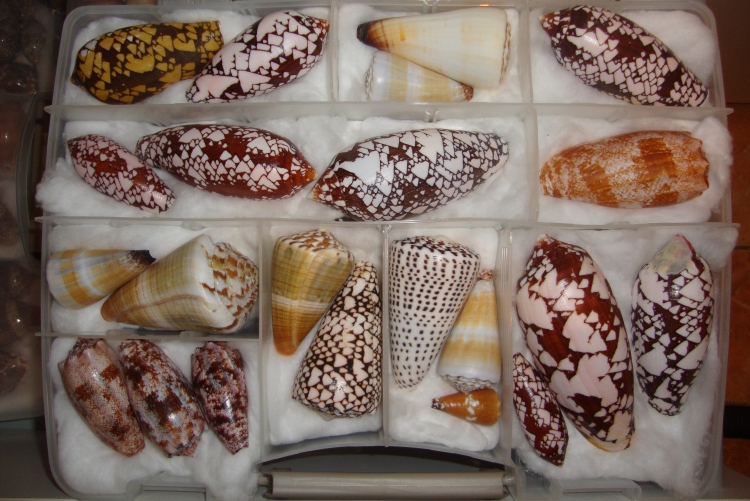 Shells from Seychelles – SEASHELL COLLECTOR