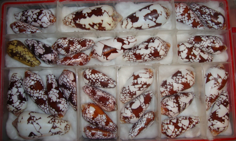 Shells from Seychelles – SEASHELL COLLECTOR