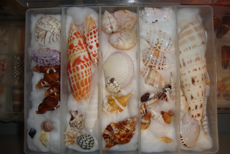 Shells from Seychelles – SEASHELL COLLECTOR